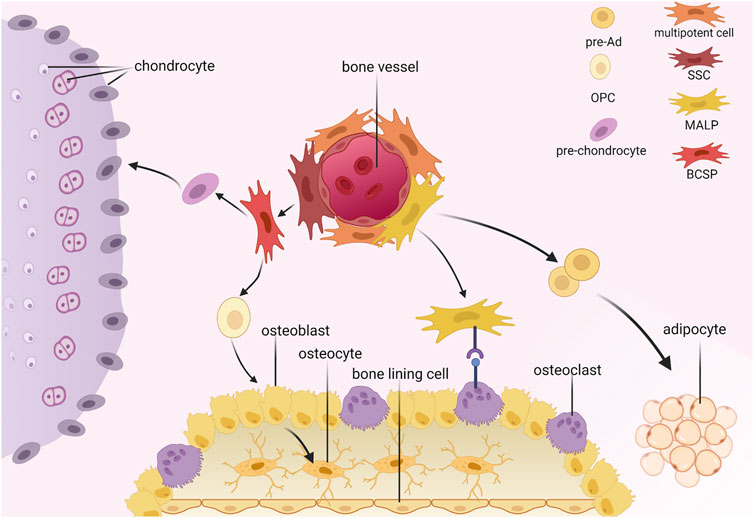 Bone Marrow Mesenchymal Stem Cells (BMSCs) - Premium Stem Cells Malaysia